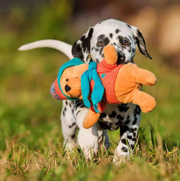 Why happy puppies need to learn gentle play and bite control