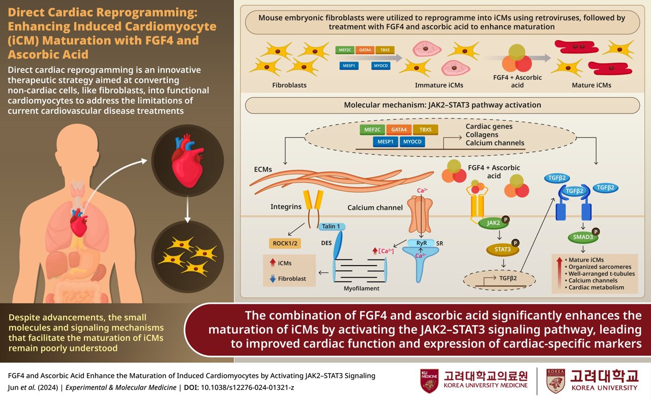 Reprogramming cells for heart repair: New method transforms ordinary ...