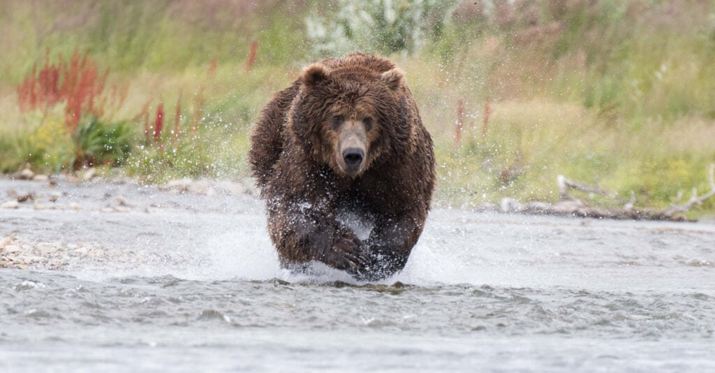 10 Invincible Animals That Have No Fear of Predators