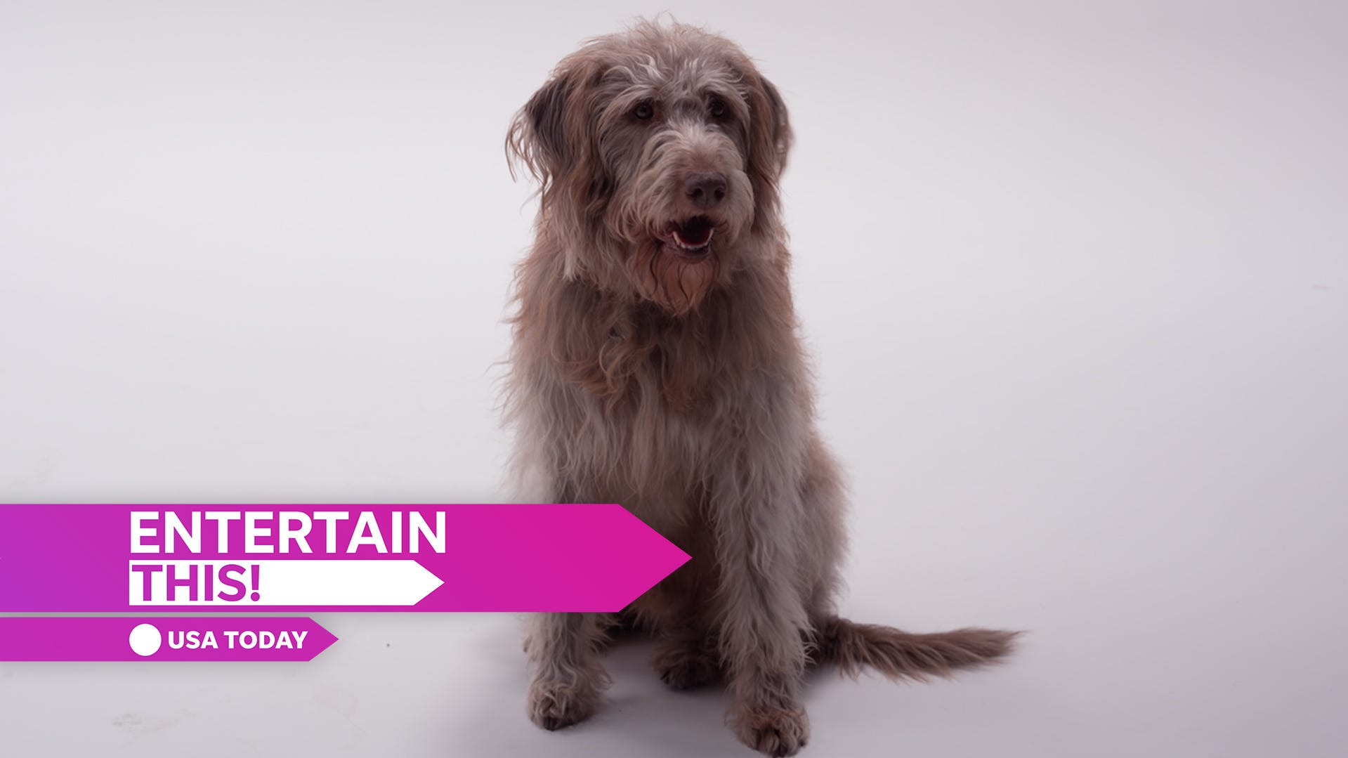 Watch Kevin, the dog who plays Sandy in 'Annie,' be a very good boy off ...