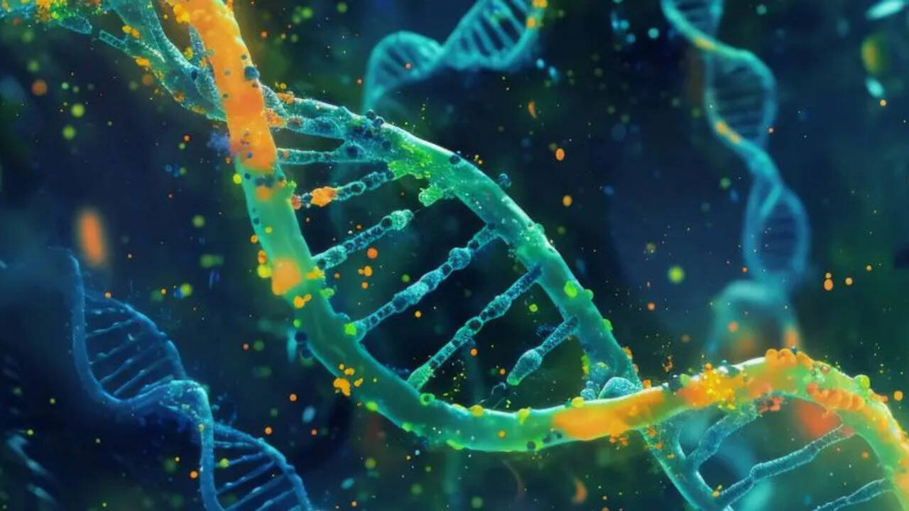What Are Telomeres ? Can They Slow Down Ageing? What Are Telomeres ? Can They Slow Down Ageing?