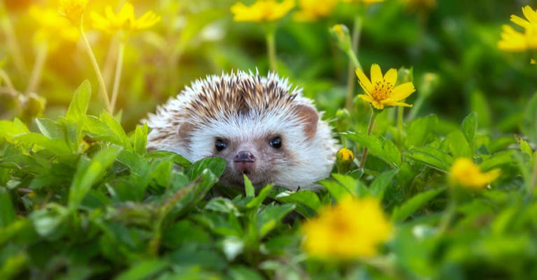 What Do Hedgehogs Eat?