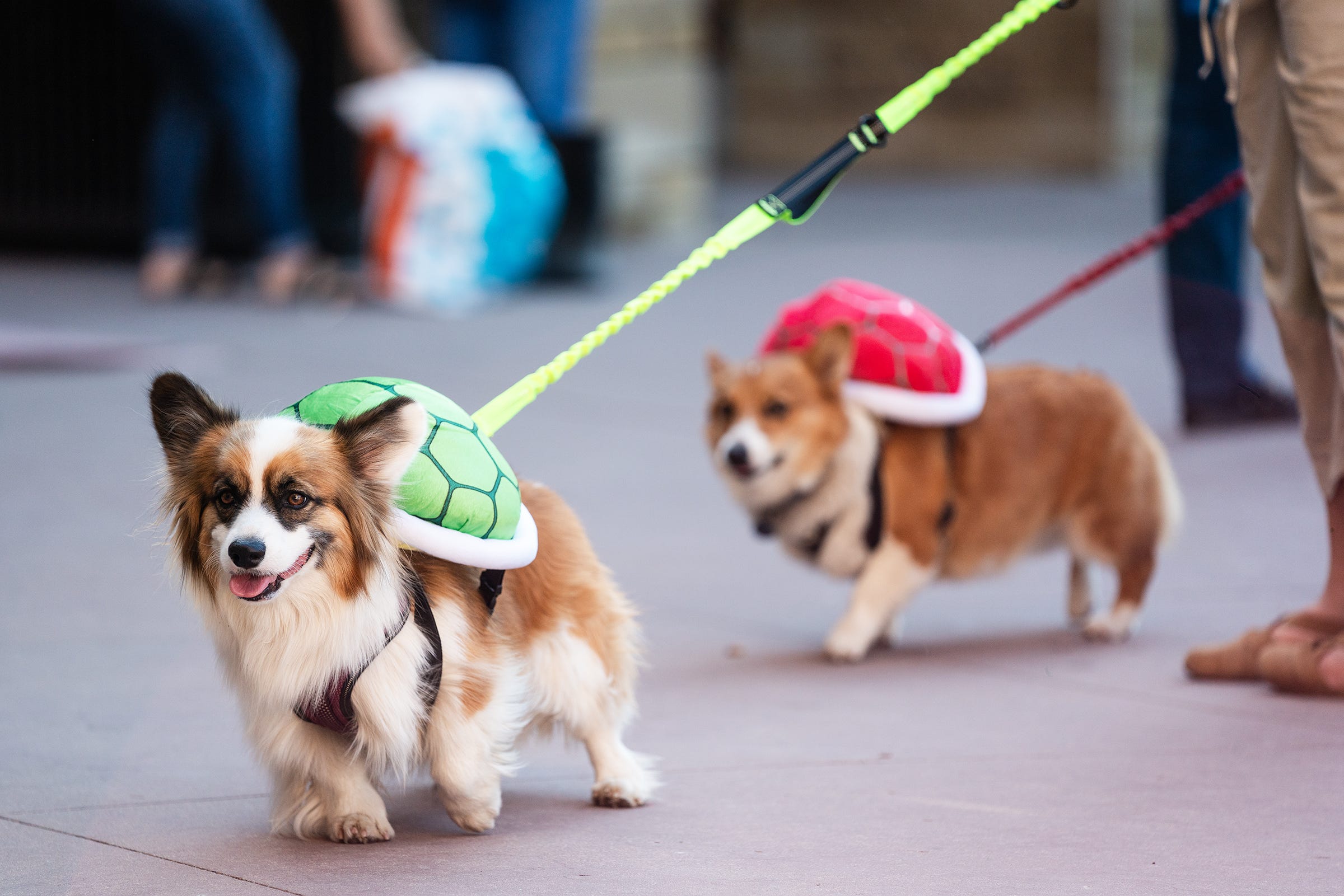 Tour de Corgi is back. Everything you need to know ahead of Fort ...