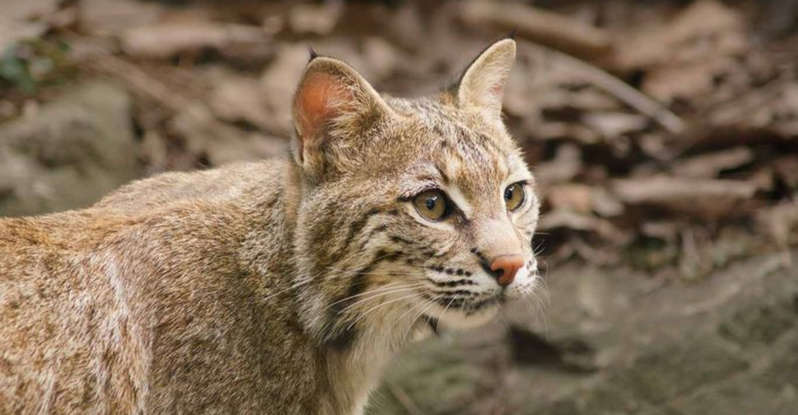 13 Surprising Things You Didn’t Know About America’s Wild Bobcats 13 Surprising Things You Didn’t Know About America’s Wild Bobcats