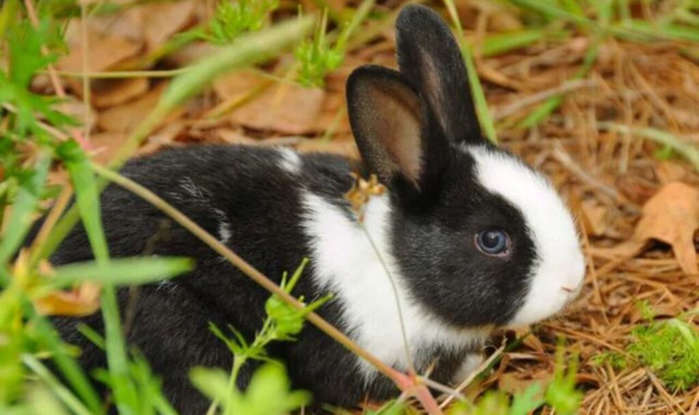 8 Key Differences Between Rabbits and Guinea Pigs 8 Key Differences Between Rabbits and Guinea Pigs