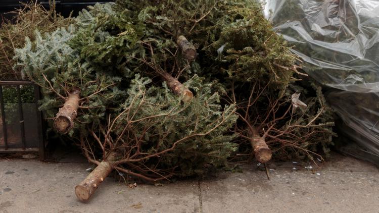 Here's when Christmas tree collection starts in Charlotte