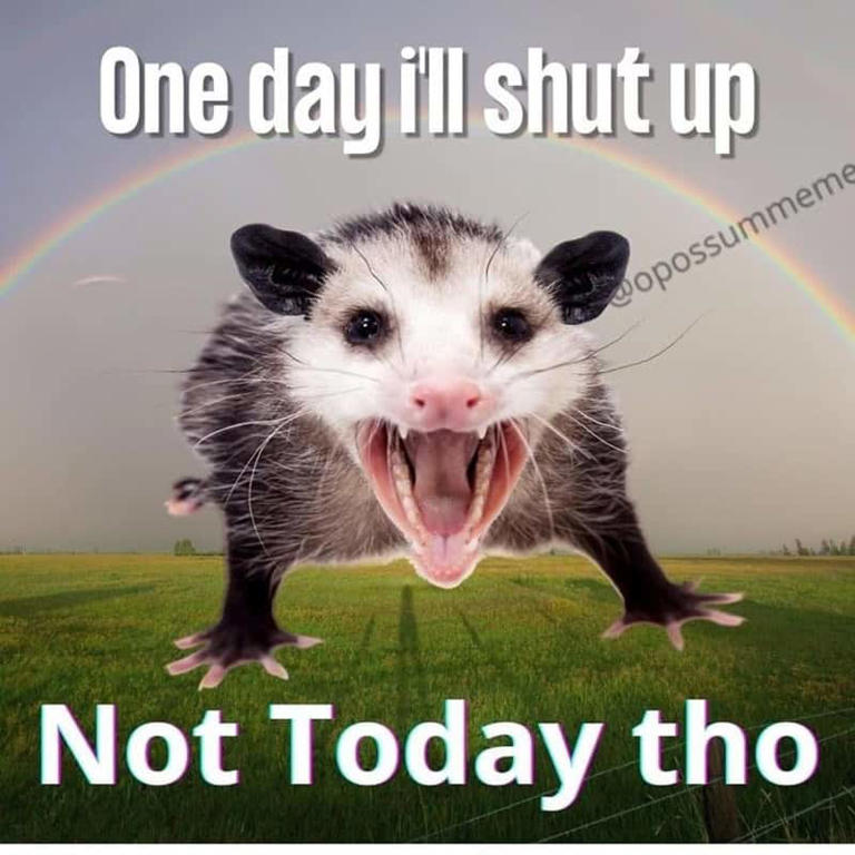 45 Funny Possum Memes Screaming Their Way Into Your Heart Like True Nighttime Drama Queens