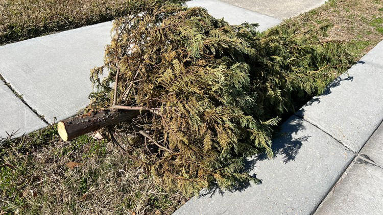 Ready to get rid of your Christmas tree? Here's how to recycle it in ...