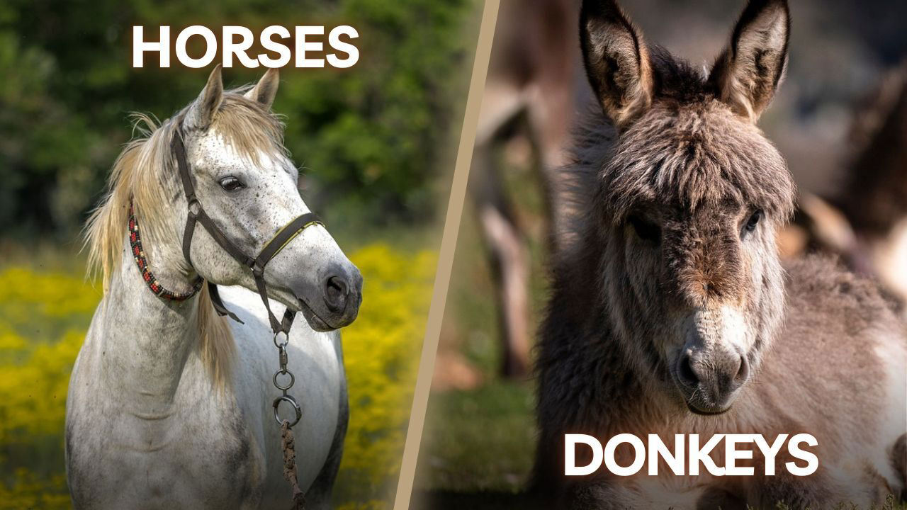 8 Key Differences Between Donkeys and Horses to Help You Decide 8 Key Differences Between Donkeys and Horses to Help You Decide
