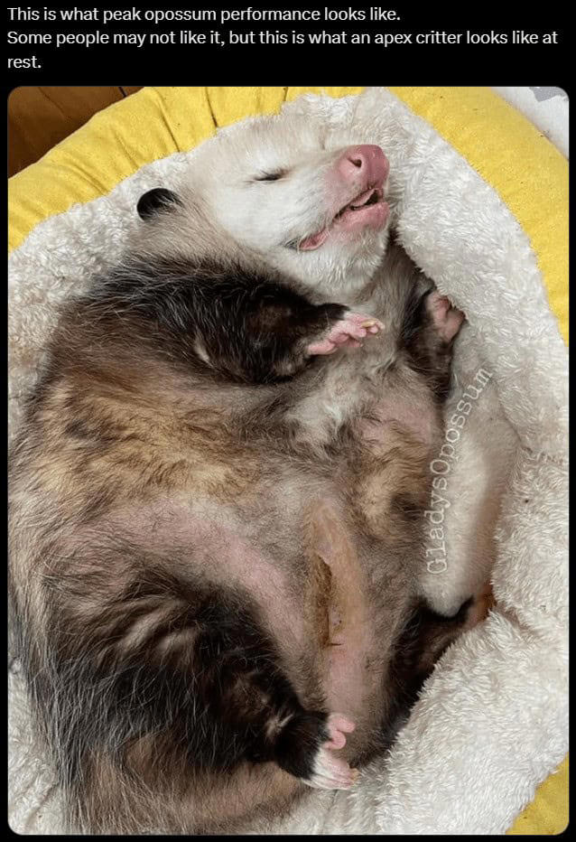 45 Funny Possum Memes Screaming Their Way Into Your Heart Like True Nighttime Drama Queens