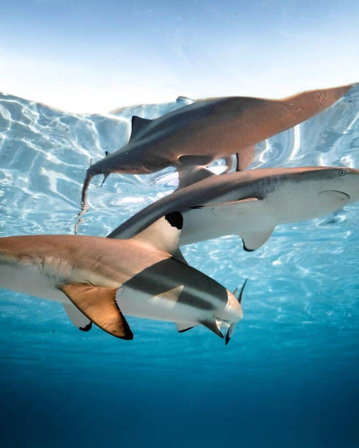 40 Breathtaking Marine Life Photos That'll Show You A Side Of The Ocean ...