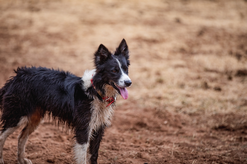 14 Dog Breeds That Are Way Too Smart For First-Time Owners