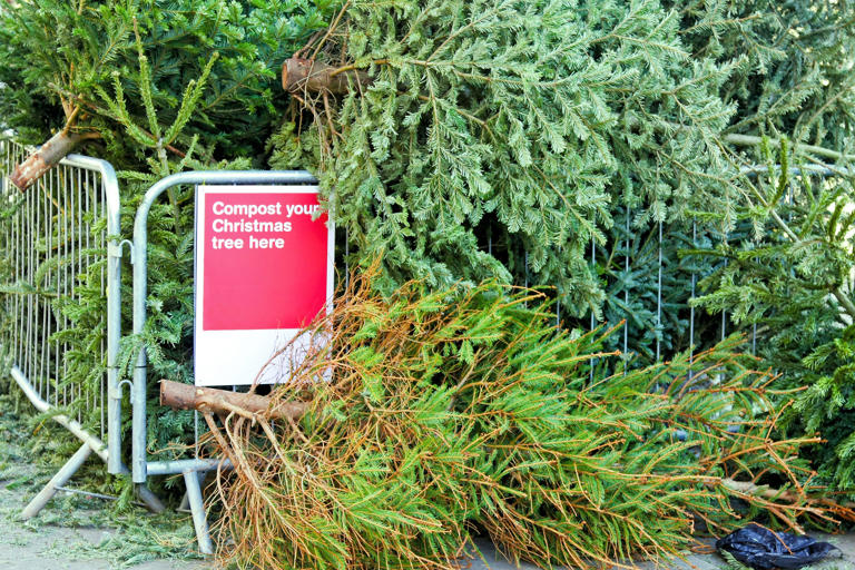 All over but the cleanup. Here's when to take down your Christmas tree ...
