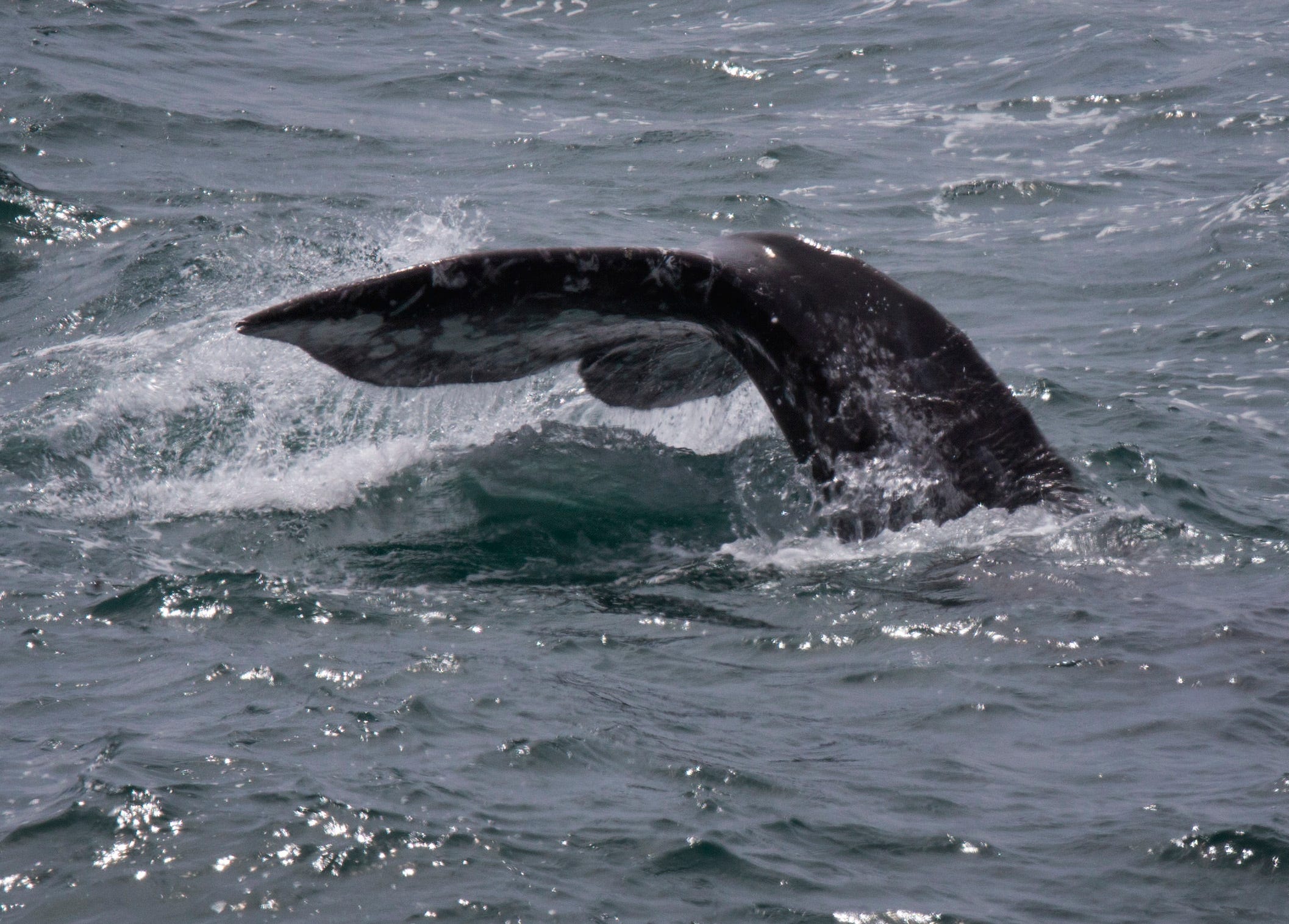 Oregon’s spring Whale Watching Week returns. Here's how to see the ...