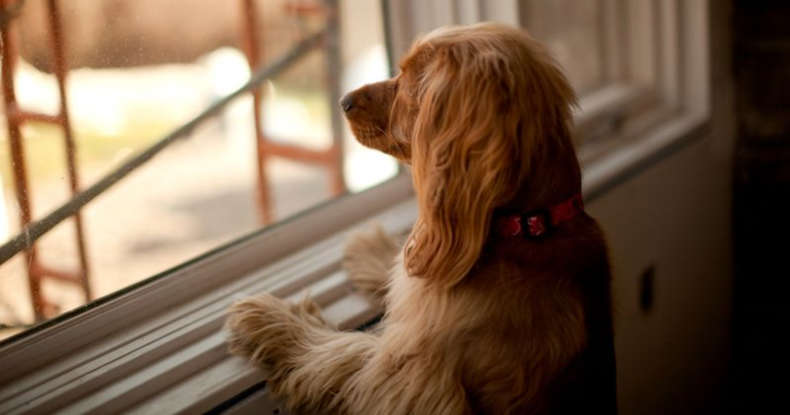 7 Highly Effective Ways to Handle Separation Anxiety in Dogs 7 Highly Effective Ways to Handle Separation Anxiety in Dogs