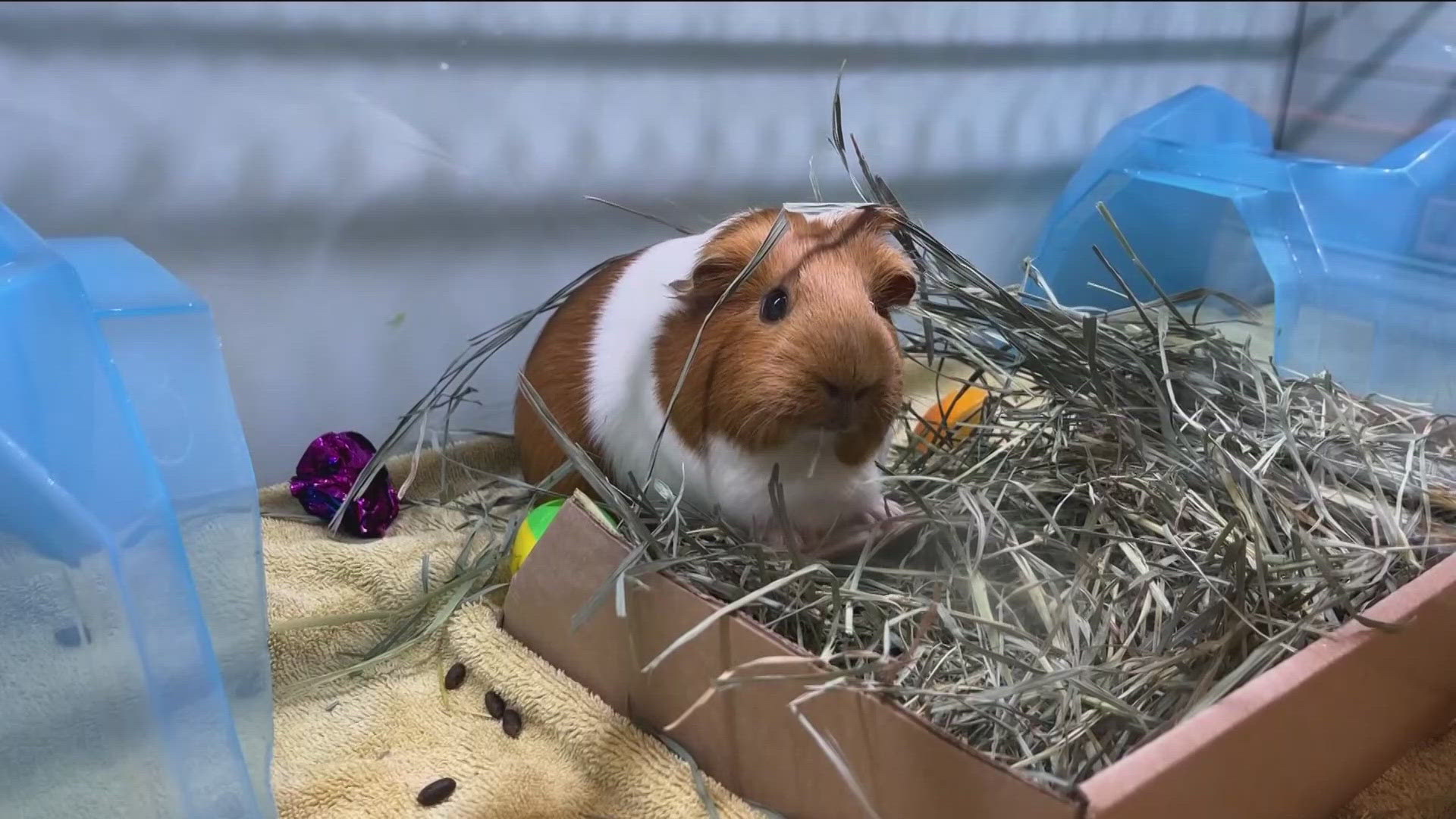 More than 100 guinea pigs up for adoption following hoarding situation