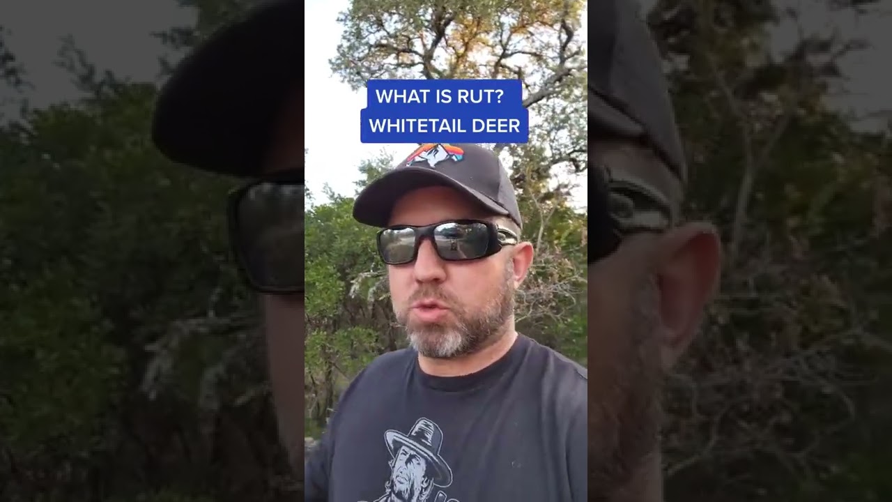 The Rut in Texas: What Every Hunter Needs to Know About White-tailed Deer!