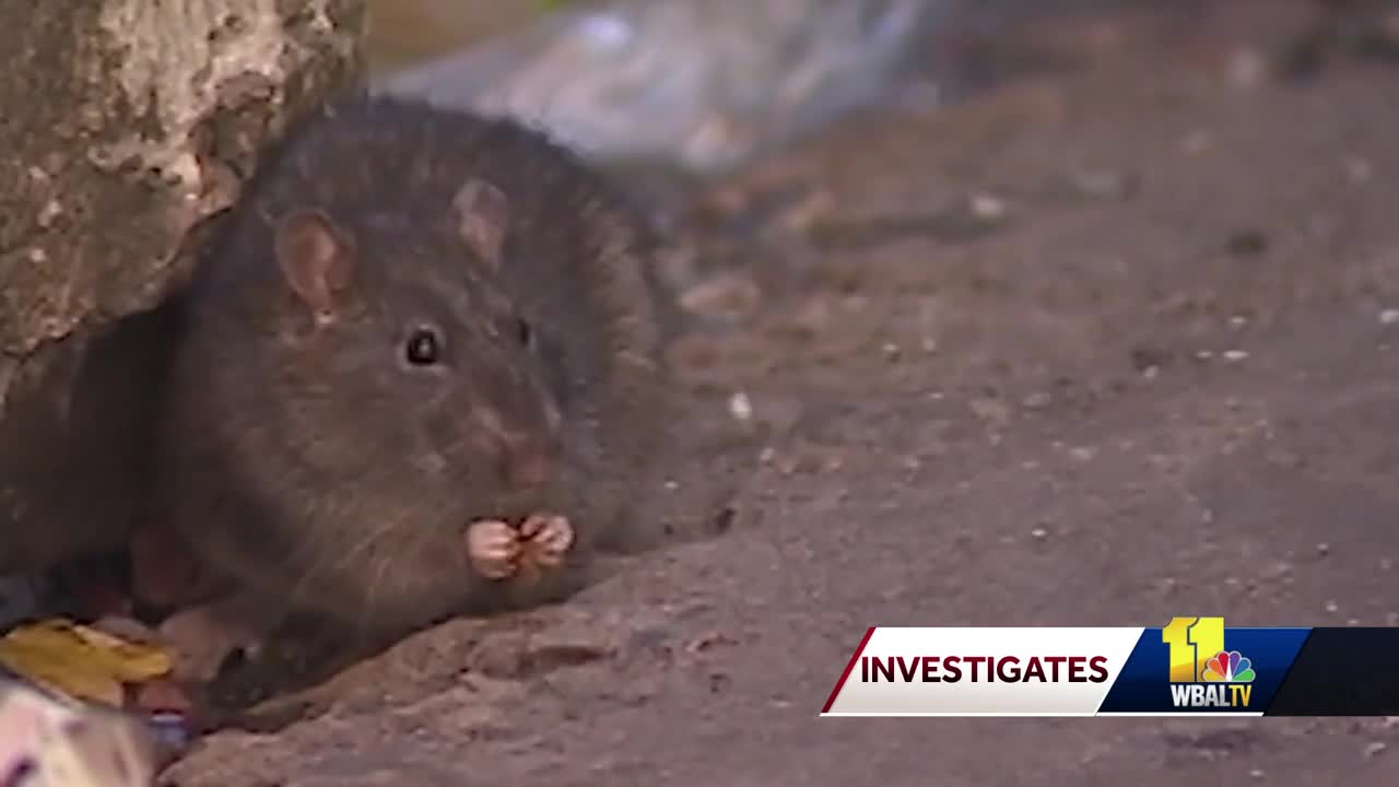 DPW to deploy rat contraceptives in eradication effort