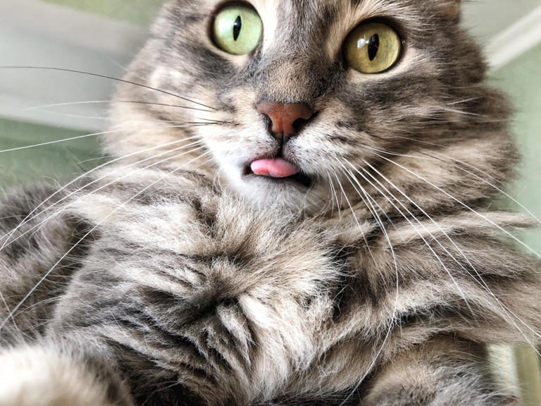 Cómo ayudar a un gato con miedo: señales, causas y técnicas que funcionan