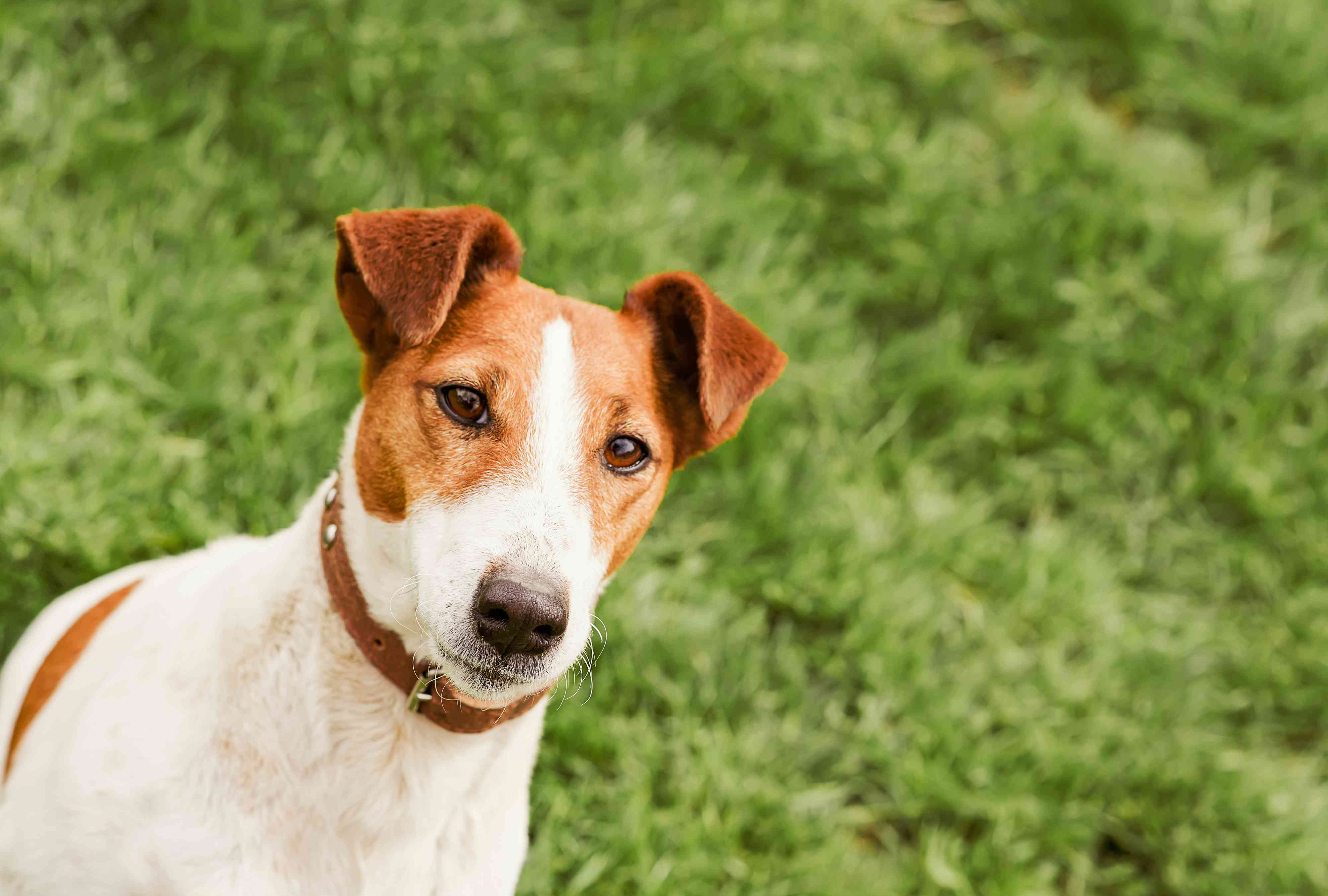 Smooth Fox Terrier: Dog Breed Characteristics & Care