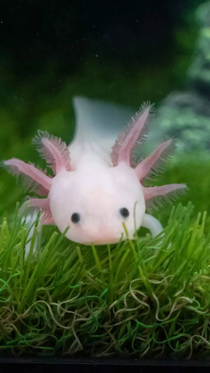 10 animals that look like aliens on Earth