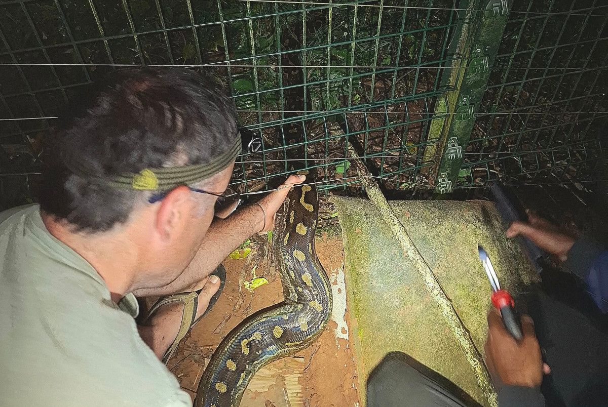 Snake rescuer saves Southern African Python stuck in fence – PHOTOS