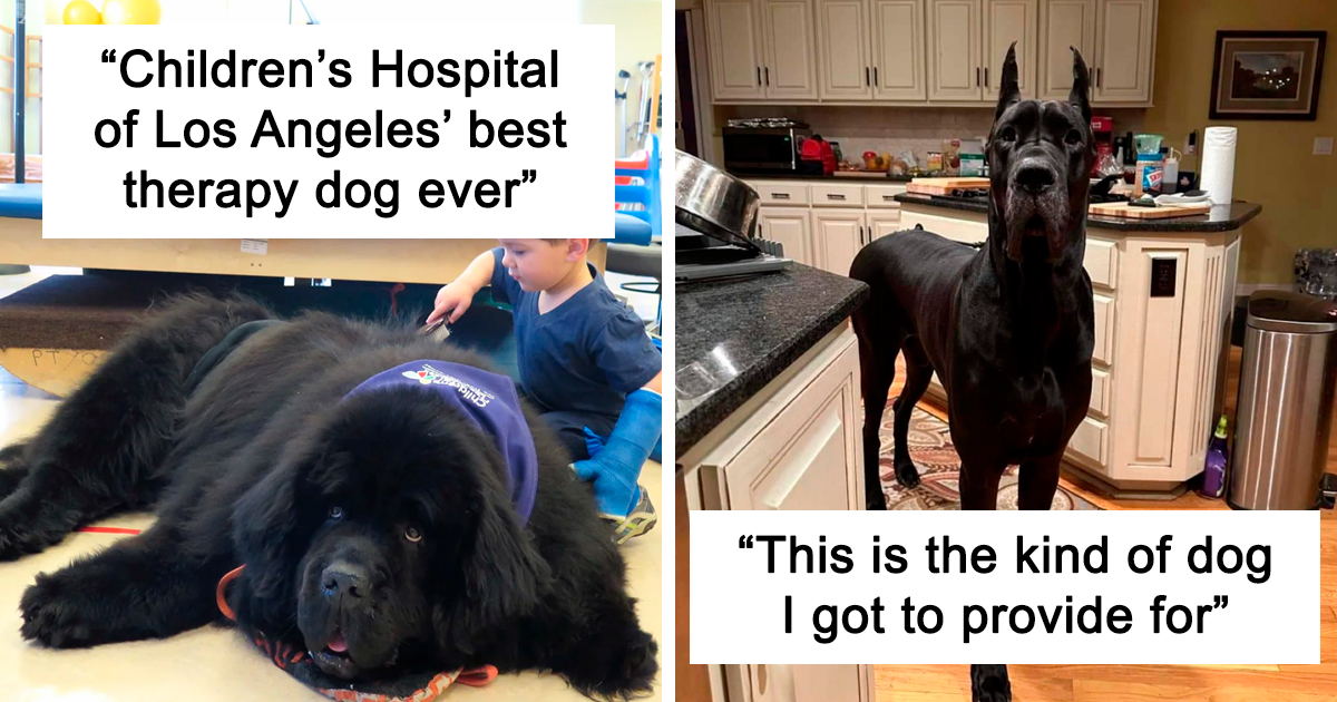 49 dogs that are absolute units and don’t know how big they are