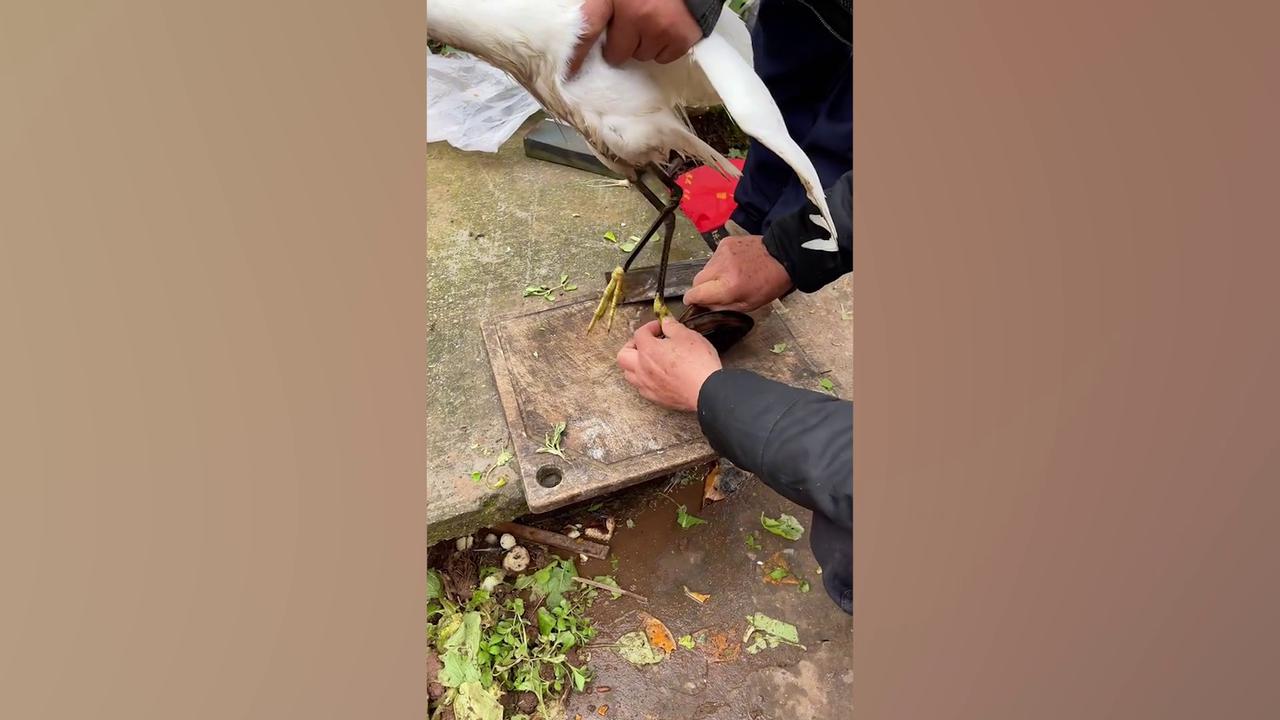 Kindhearted passersby rescues egret with foot stuck in river clam and ...