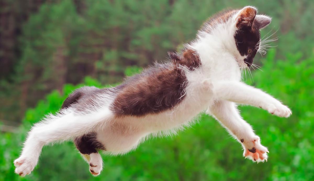 How Far Can Cats Fall Without Injury?