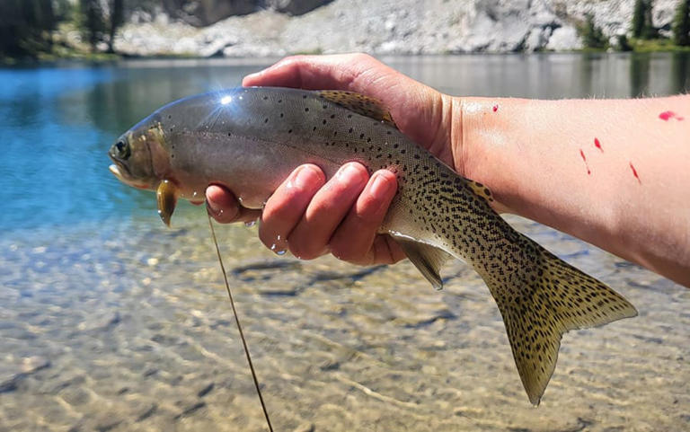 7 new state fish records set in 2024. Look at these big ones!