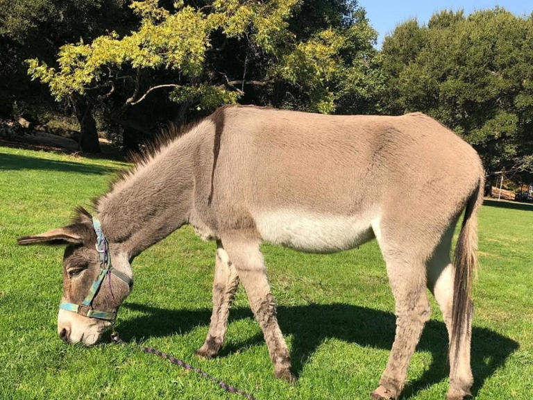 Donkey who inspired Eddie Murphy’s ‘Shrek’ character dies at 30