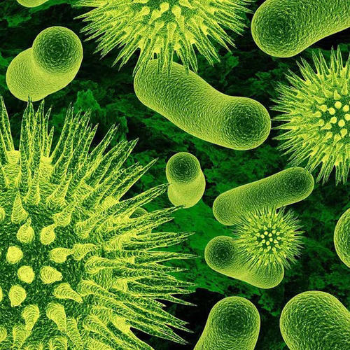 Mulai Diminta Waspada, Seperti Apa Sebenarnya Virus HMPV? Mulai Diminta Waspada, Seperti Apa Sebenarnya Virus HMPV?