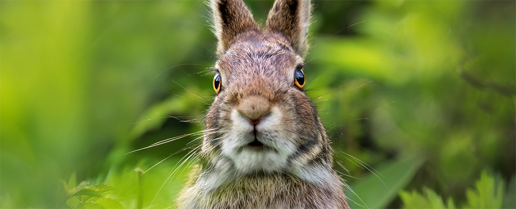 'Rabbit Fever' in Humans Has Surged in The Last Decade, CDC Reports