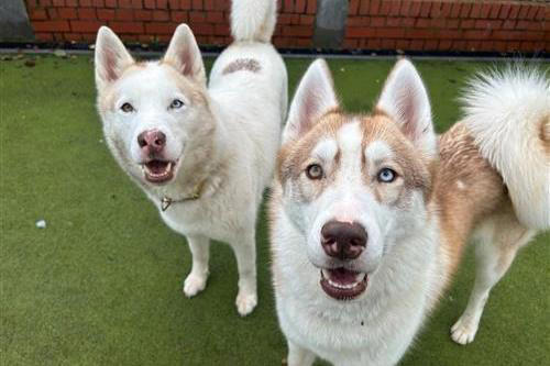 Dogs for adoption: 8 adorable pups seeking homes at Raystede