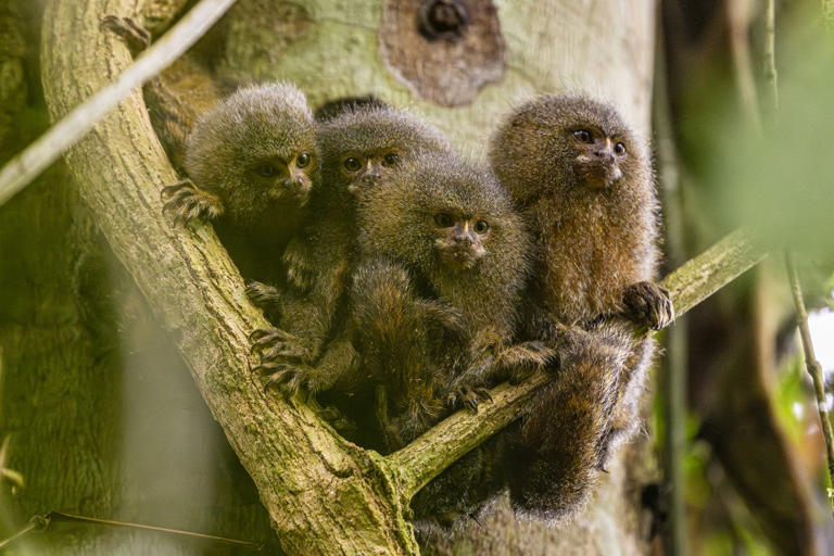 They're Adorable. And Endangered. Meet the World's Smallest Monkey: the ...