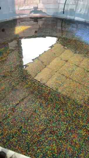 Stuck in a Pool of 5 Million Orbeez!