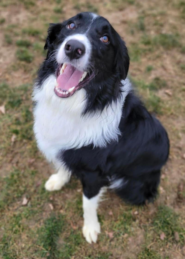 Ask the Shelter: I'm training my dog. What are the most important ...