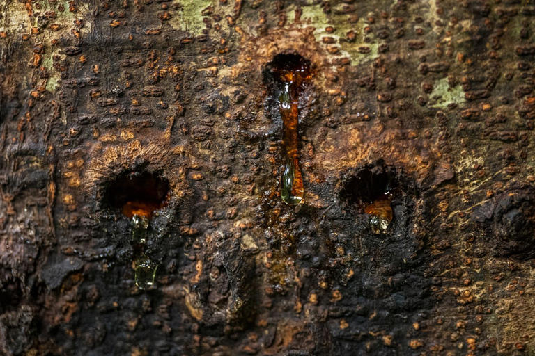 They're Adorable. And Endangered. Meet the World's Smallest Monkey: the ...