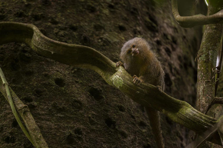 They're Adorable. And Endangered. Meet the World's Smallest Monkey: the ...