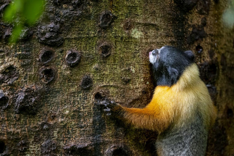 They're Adorable. And Endangered. Meet the World's Smallest Monkey: the ...