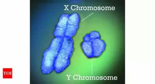 Why the Y Chromosome Is Disappearing—And What It Means for Men