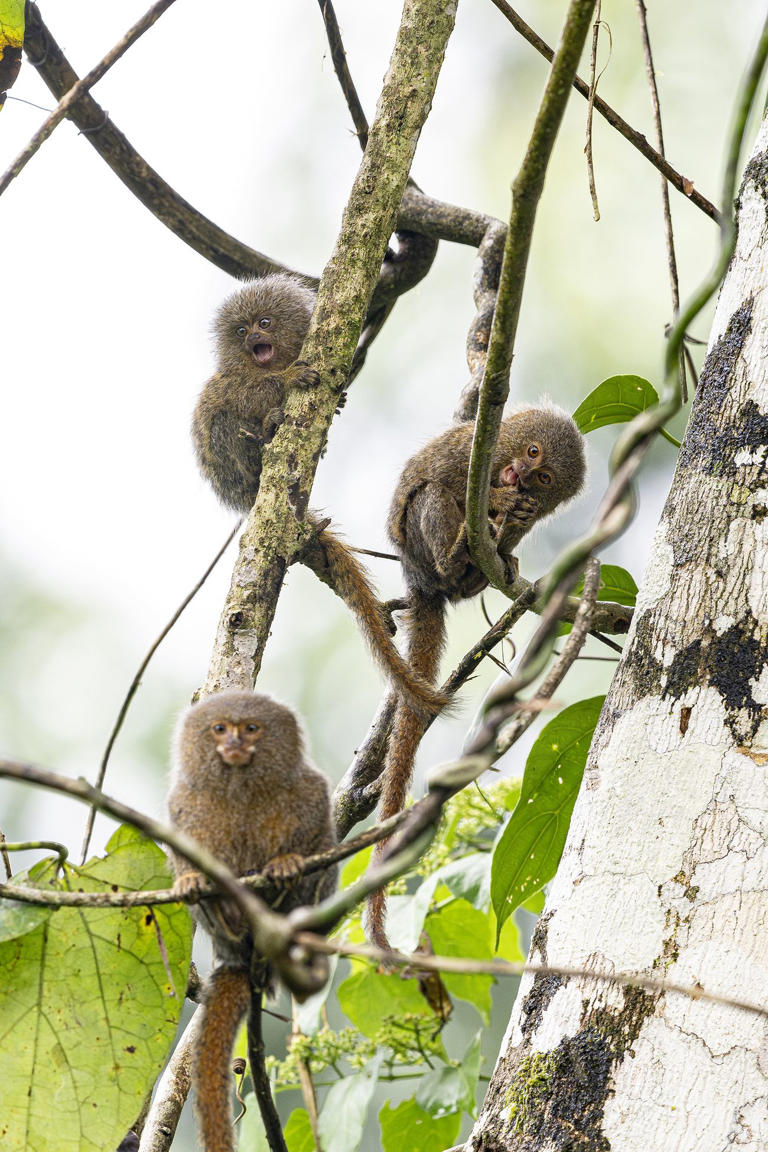 They're Adorable. And Endangered. Meet the World's Smallest Monkey: the ...