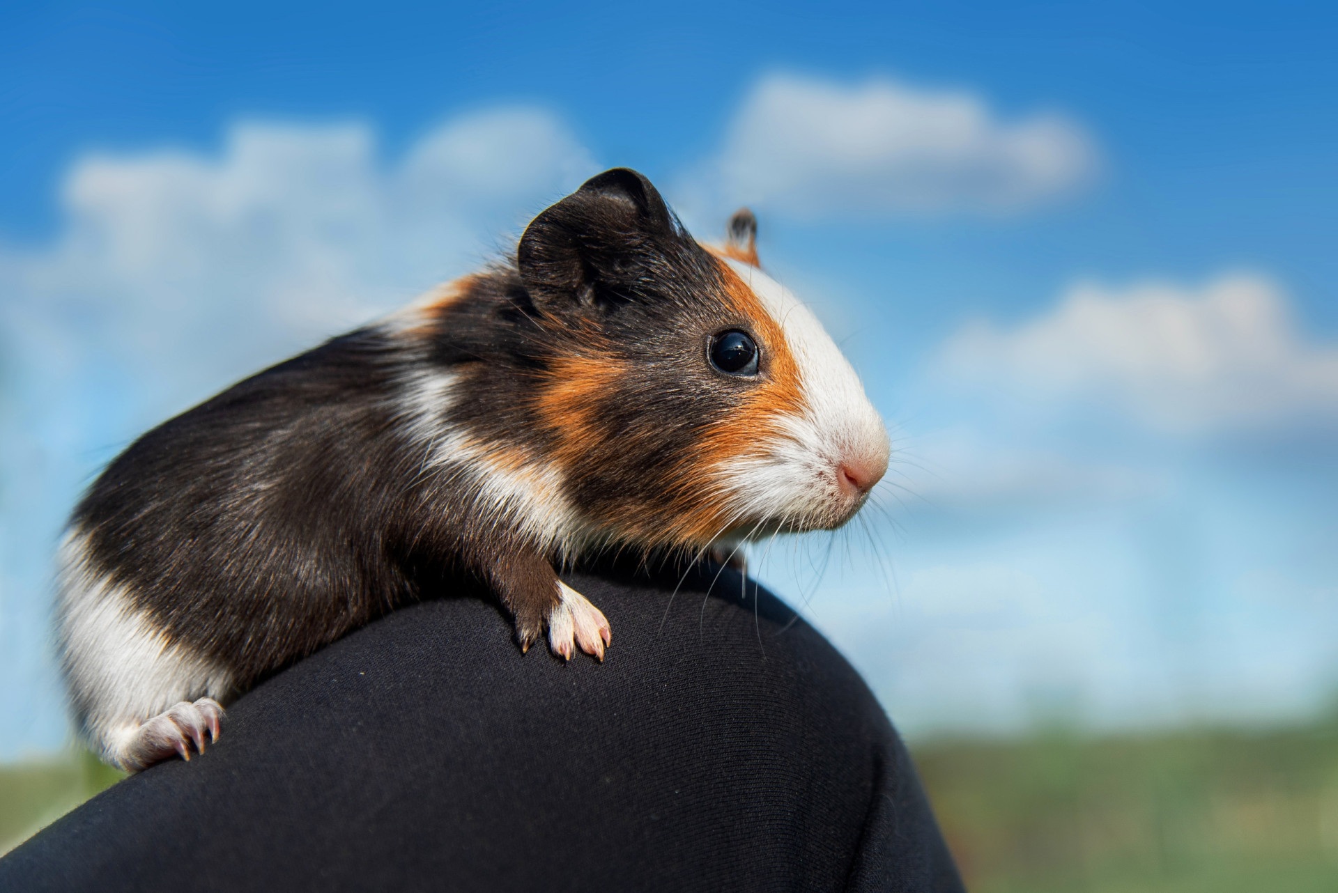 Ces animaux que vous pourriez retrouver dans votre assiette