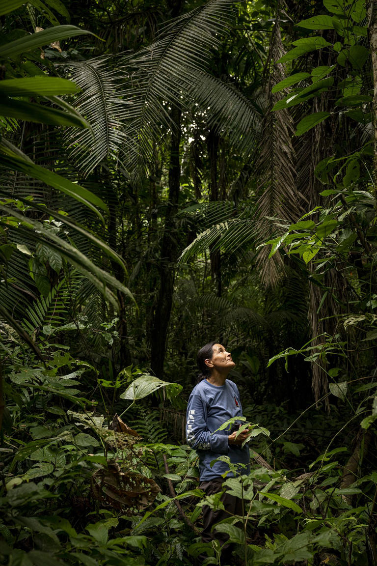 They're Adorable. And Endangered. Meet the World's Smallest Monkey: the ...