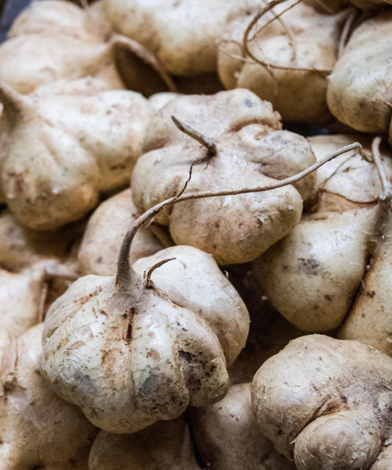How to grow jicama – why you should consider this easy-to-grow, low ...
