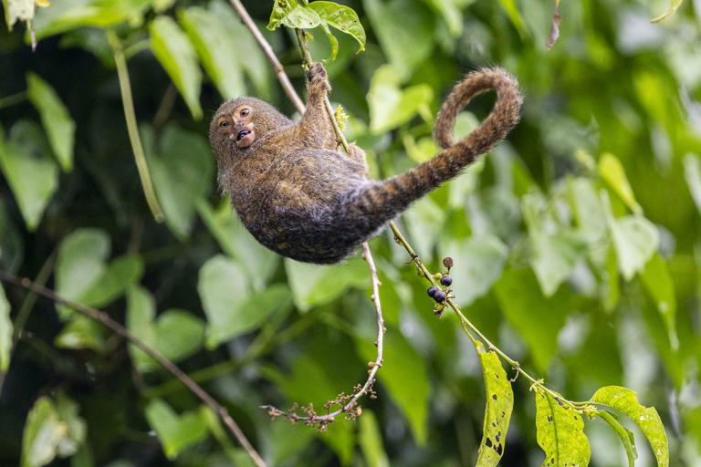 They're Adorable. And Endangered. Meet the World's Smallest Monkey: the ...