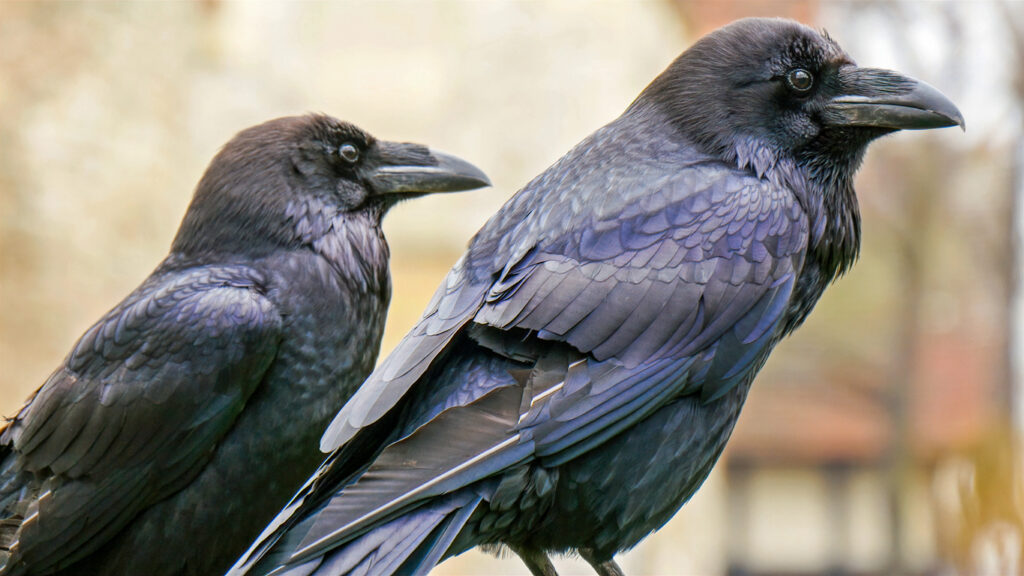 The Shocking Intelligence of Corvids-Feathered Geniuses Among Us