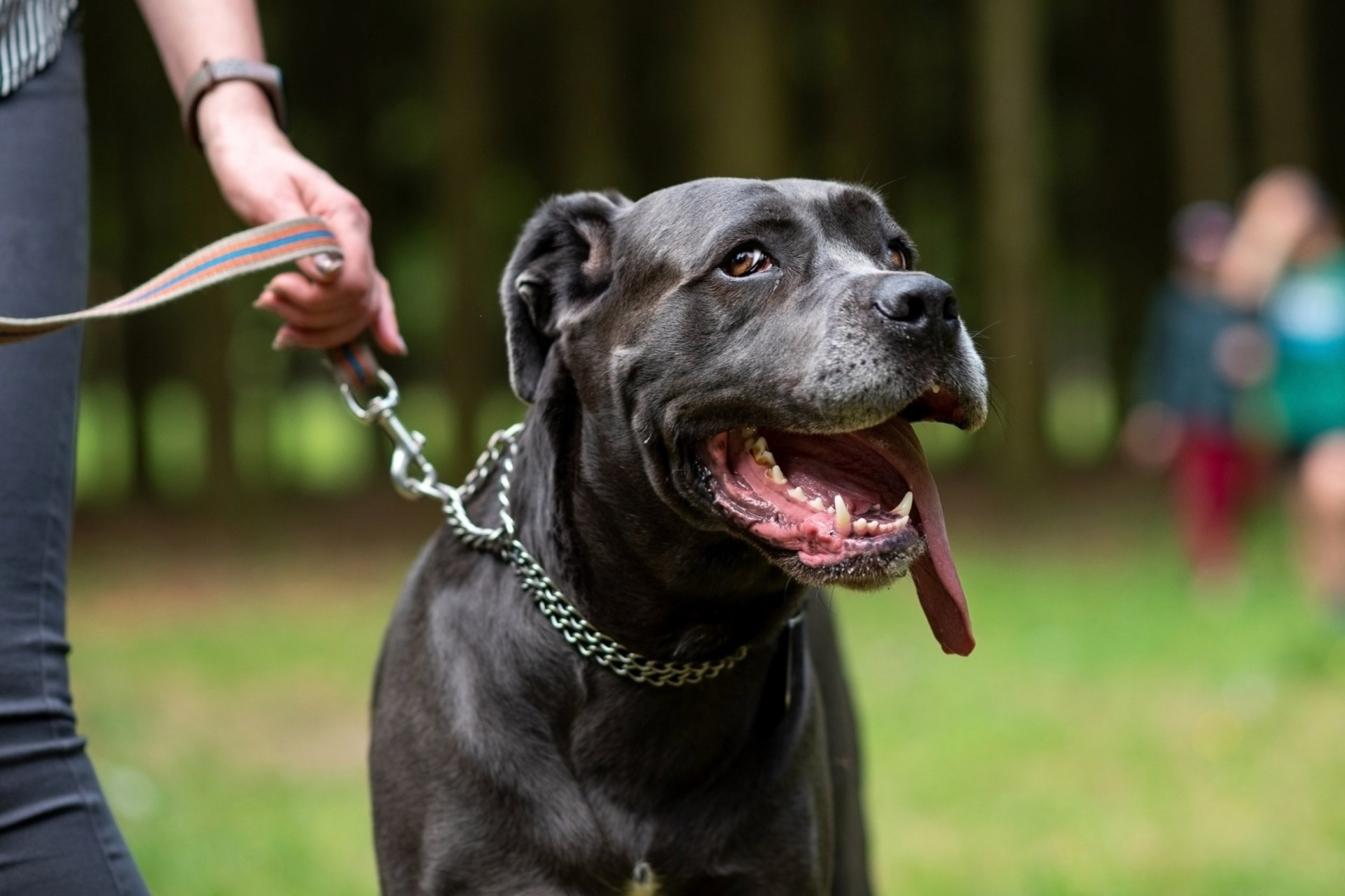 Dog 'more dangerous than XL bullies' that's the new status symbol Dog 'more dangerous than XL bullies' that's the new status symbol