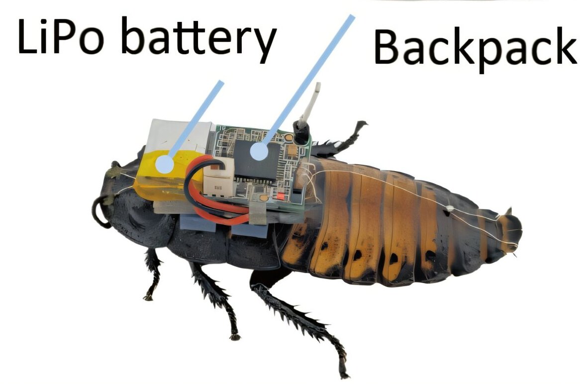 Scientists develop technology to control cyborg insect swarms