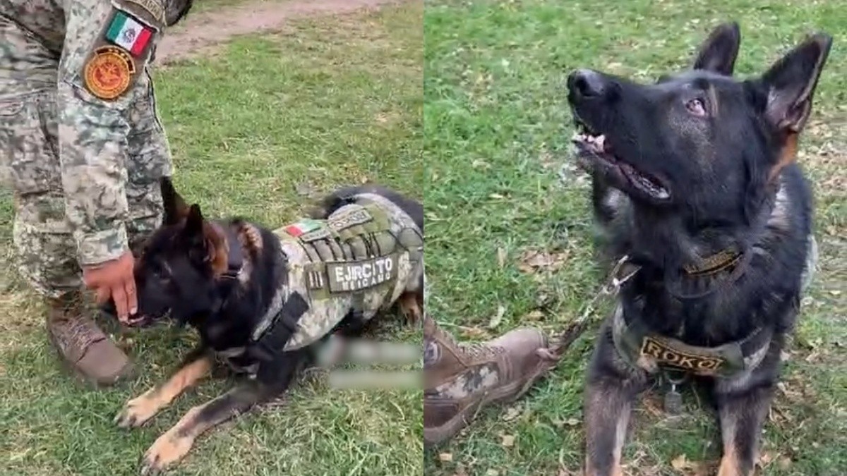 Entrena a tu perro en 3 pasos: Sargento Roko, el perro rescatista del ...